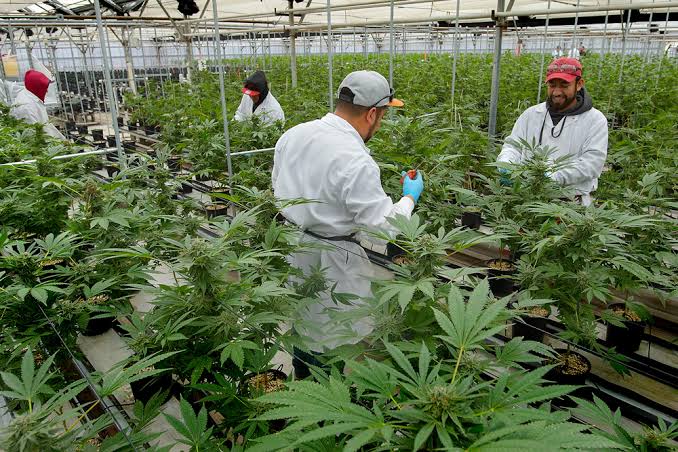 How To Get A Cannabis Job in Australia – BstBuds